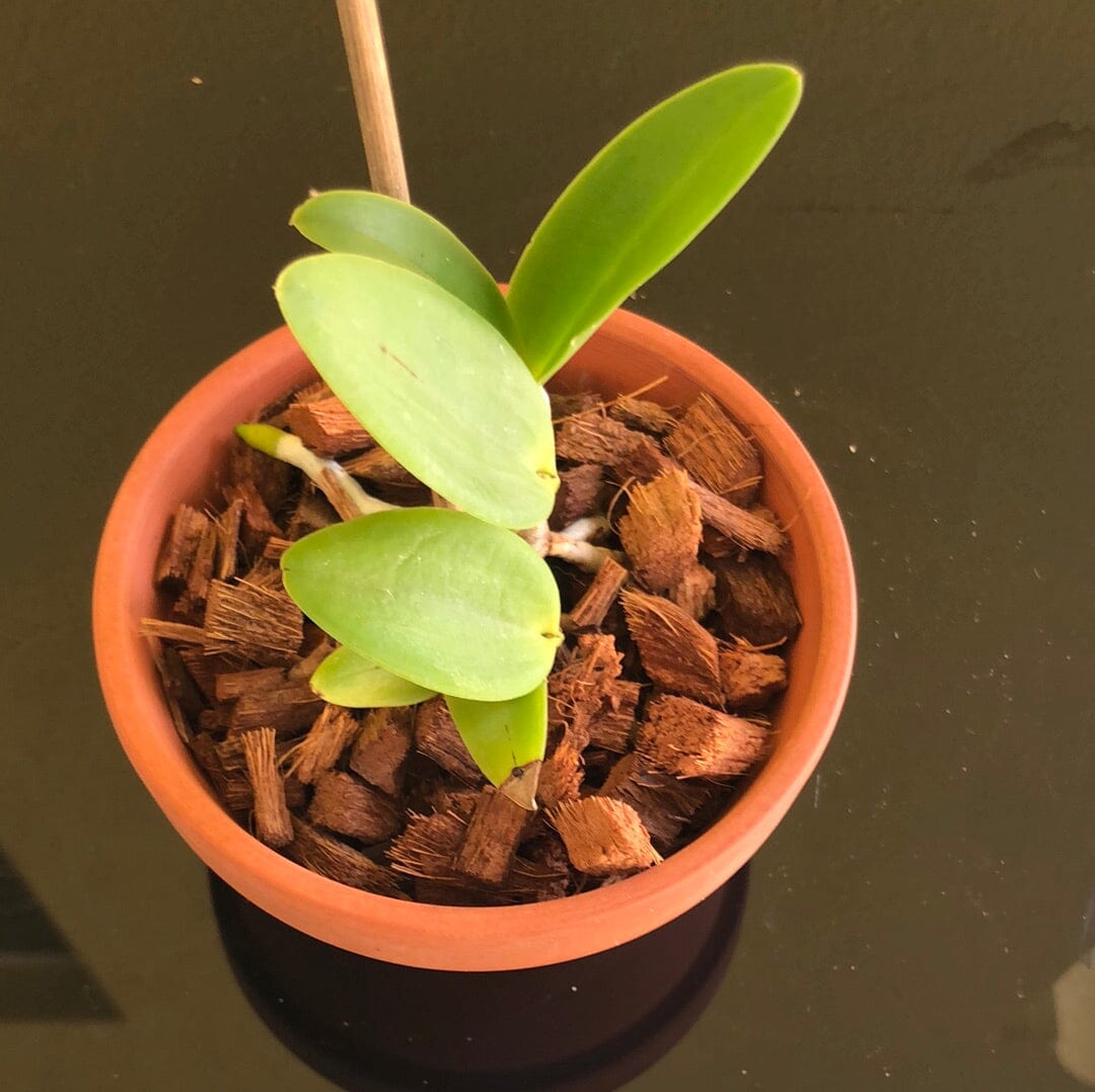 Cattleya Alliance: Cattleya Green Emerald 4N x Cattleya Mark Jones 'La ...