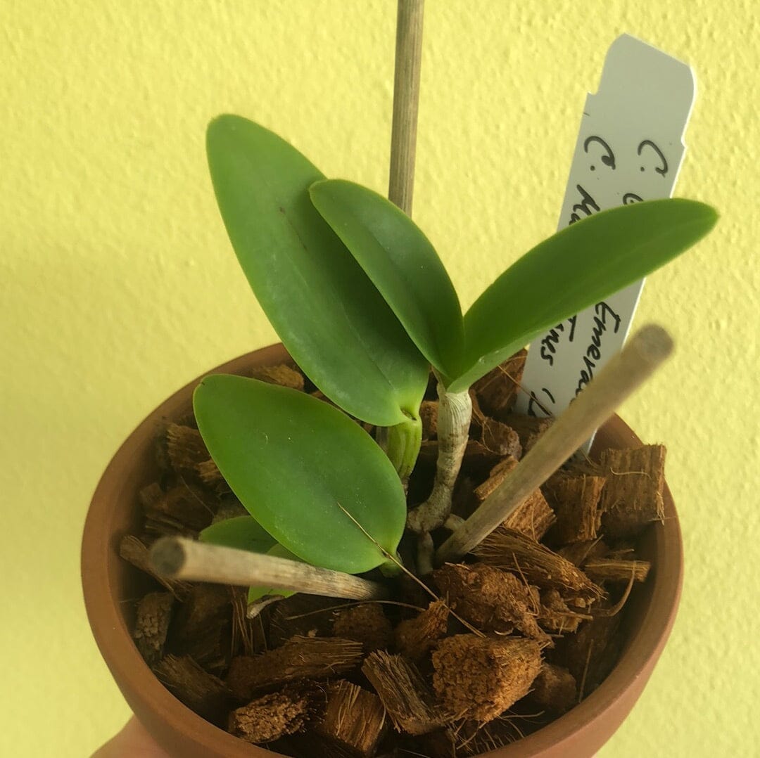 Cattleya Green Emerald 4N x Cattleya Mark Jones 'Lance' – La Foresta ...