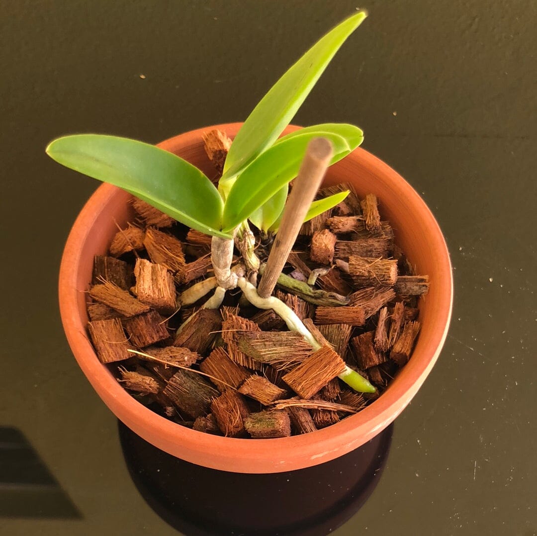 Cattleya Green Emerald 4N x Cattleya Mark Jones 'Lance' – La Foresta ...