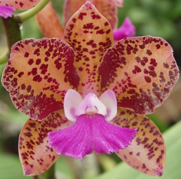 Cattleya Green Emerald 4N x Cattleya Mark Jones 'Lance' – La Foresta ...