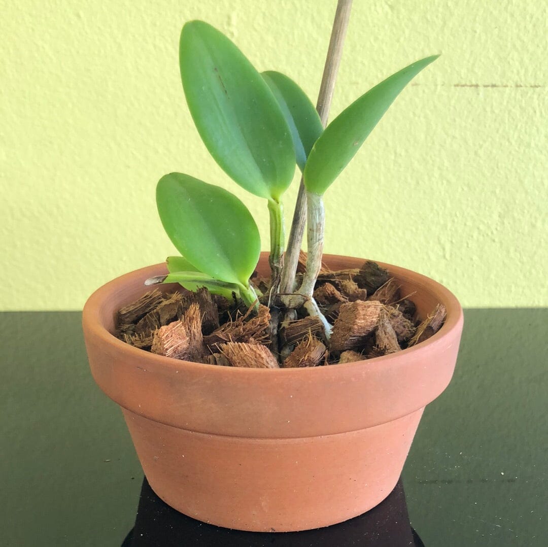 Cattleya Green Emerald 4N x Cattleya Mark Jones 'Lance' – La Foresta ...