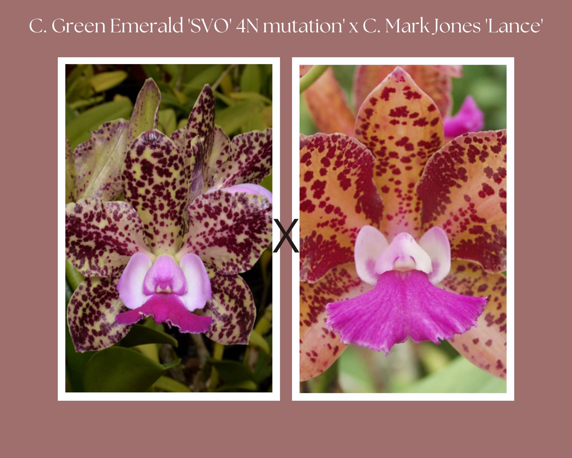 Cattleya Green Emerald 4N x Cattleya Mark Jones 'Lance' – La Foresta ...