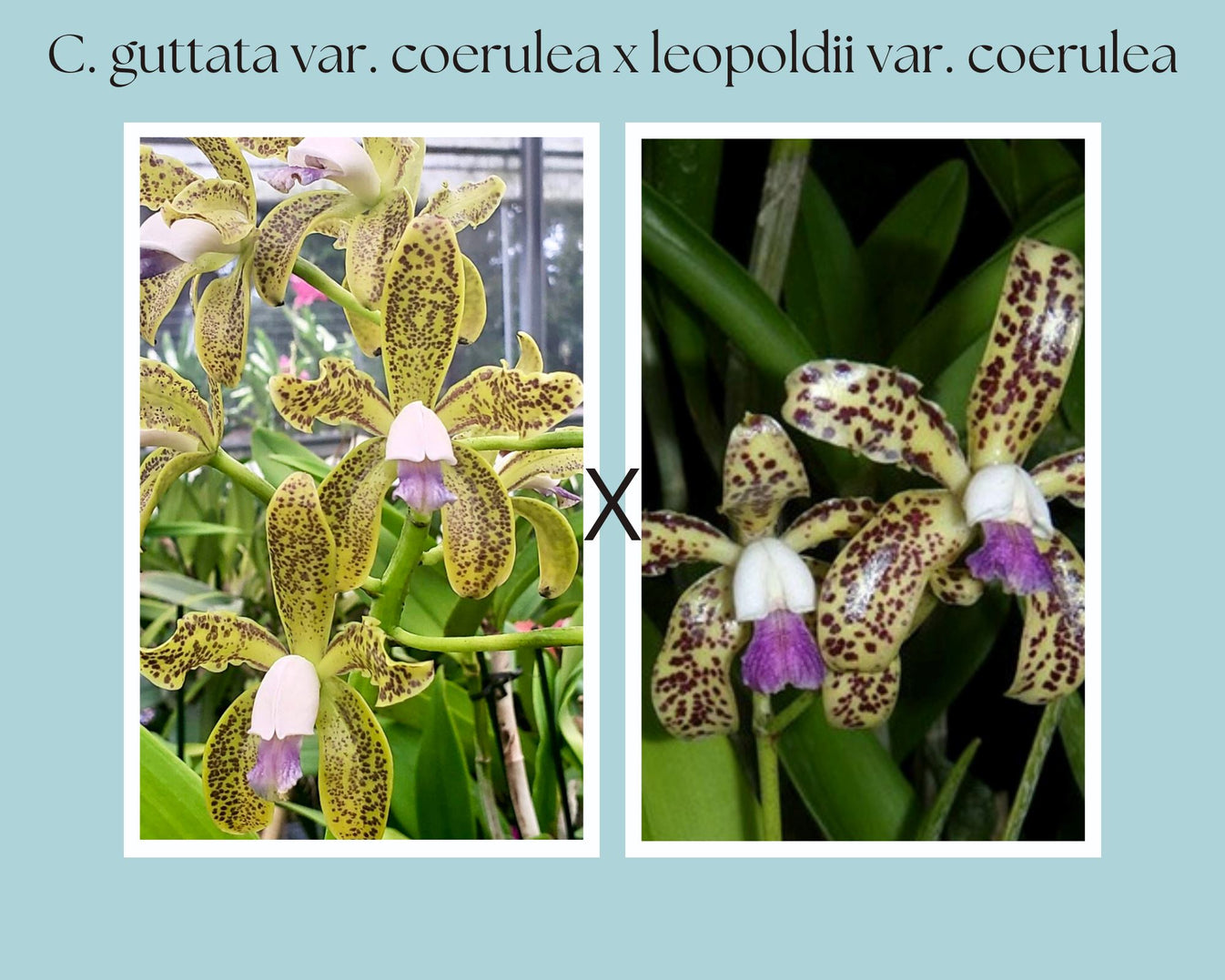 Cattleya guttata var. coerulea x Cattleya leopoldii var. coerulea – La ...