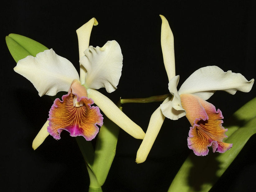 Cattleya iricolor × Cattleya rex x Cattleya dowiana – La Foresta Orchids