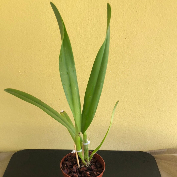 Cattleya iricolor × Cattleya rex x Cattleya dowiana – La Foresta Orchids