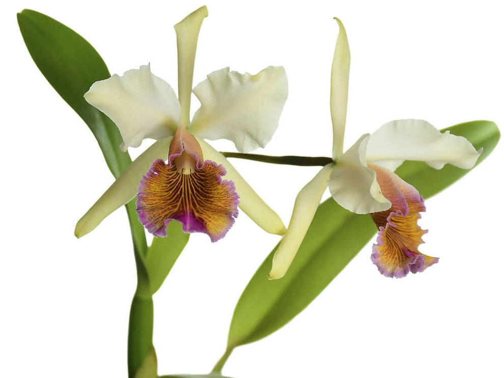 Cattleya iricolor × Cattleya rex x Cattleya dowiana – La Foresta Orchids