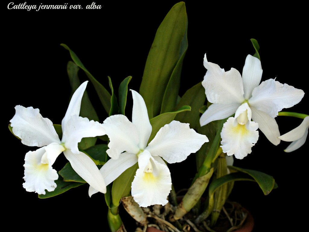 Cattleya jenmanii var. alba – La Foresta Orchids