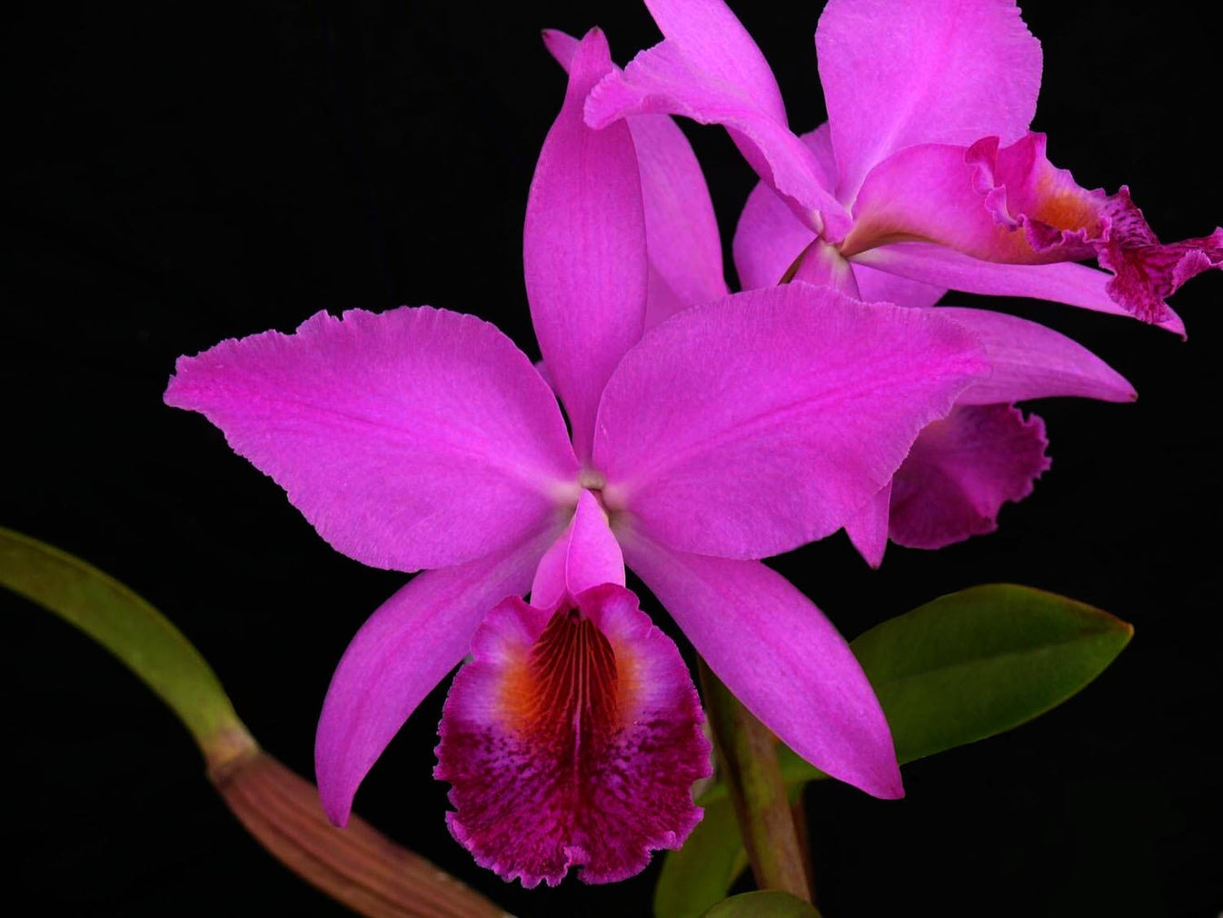 Cattleya jenmanii var. rubra 4N – La Foresta Orchids