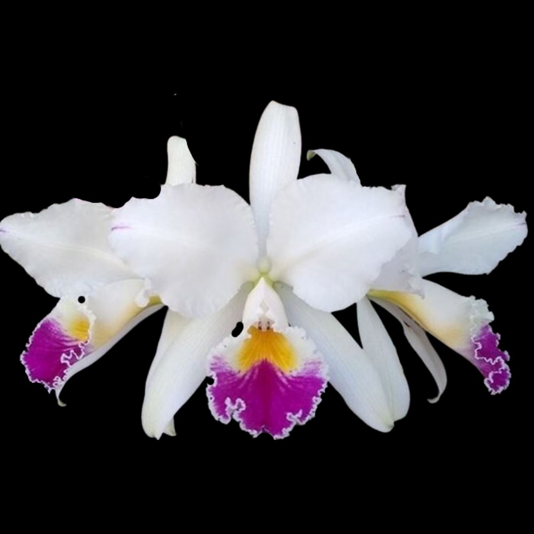 Cattleya jenmanii var. semi alba – La Foresta Orchids