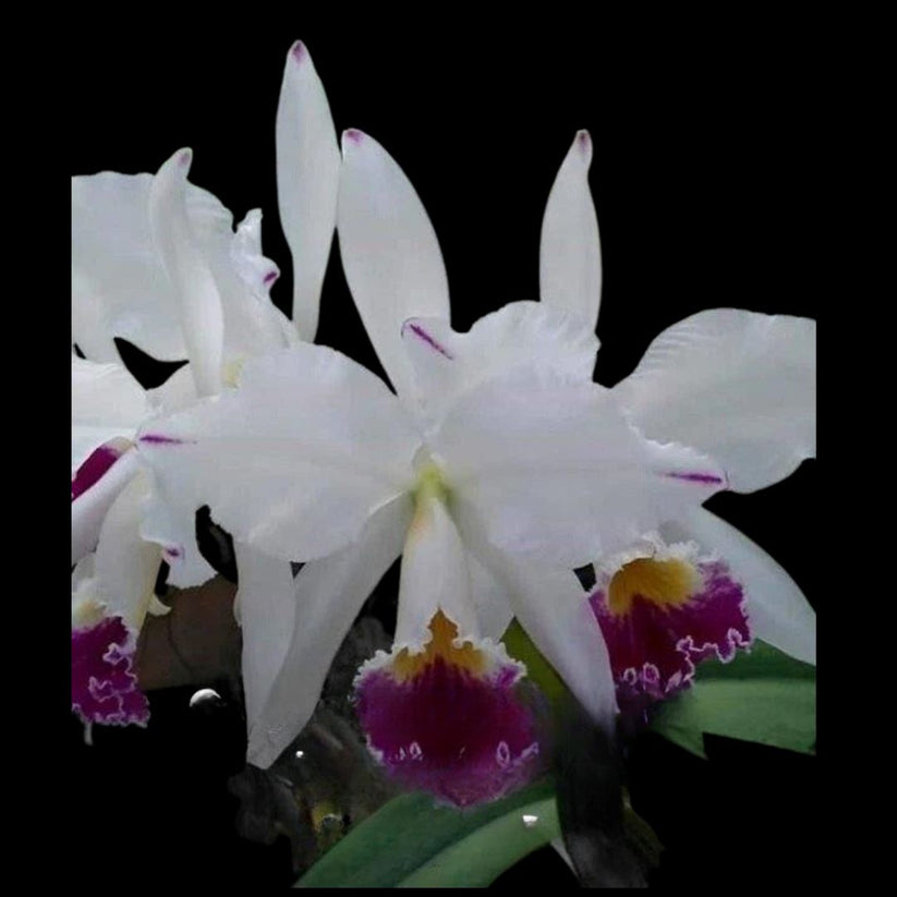 Cattleya jenmanii var. semi alba – La Foresta Orchids