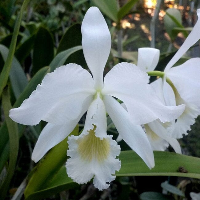 Cattleya labiata var. alba – La Foresta Orchids
