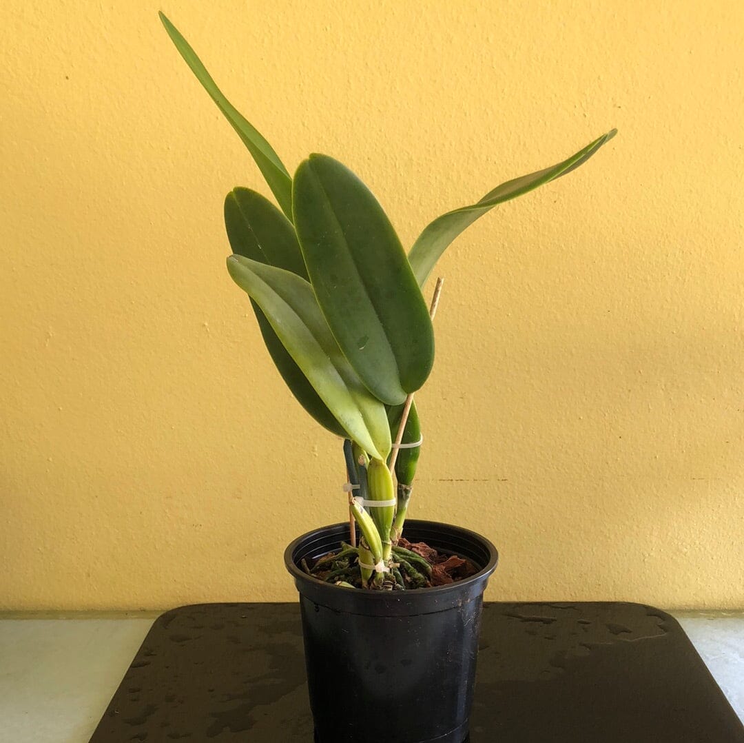 Cattleya labiata var. alba – La Foresta Orchids