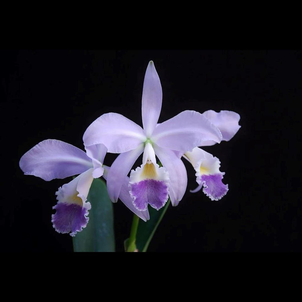 Cattleya labiata var. coerulea – La Foresta Orchids