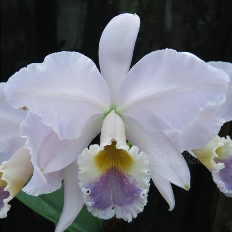 Cattleya labiata var. coerulea – La Foresta Orchids