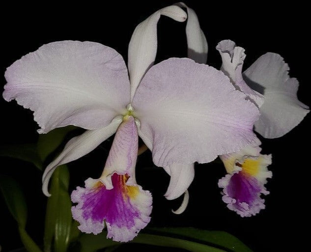 Cattleya labiata var. coerulea 'September Mist' AM/AOS – La Foresta Orchids