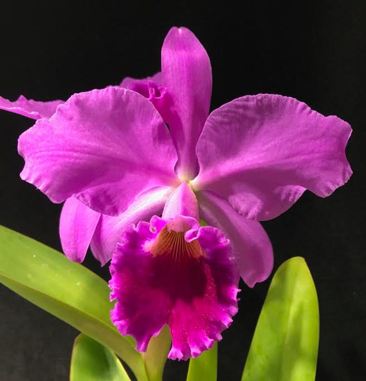 Cattleya labiata var. rubra – La Foresta Orchids