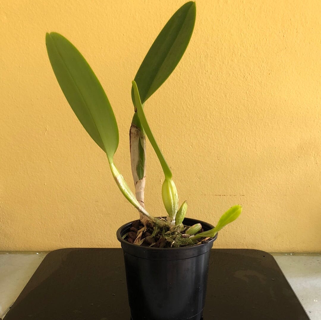Cattleya labiata var. semi alba – La Foresta Orchids