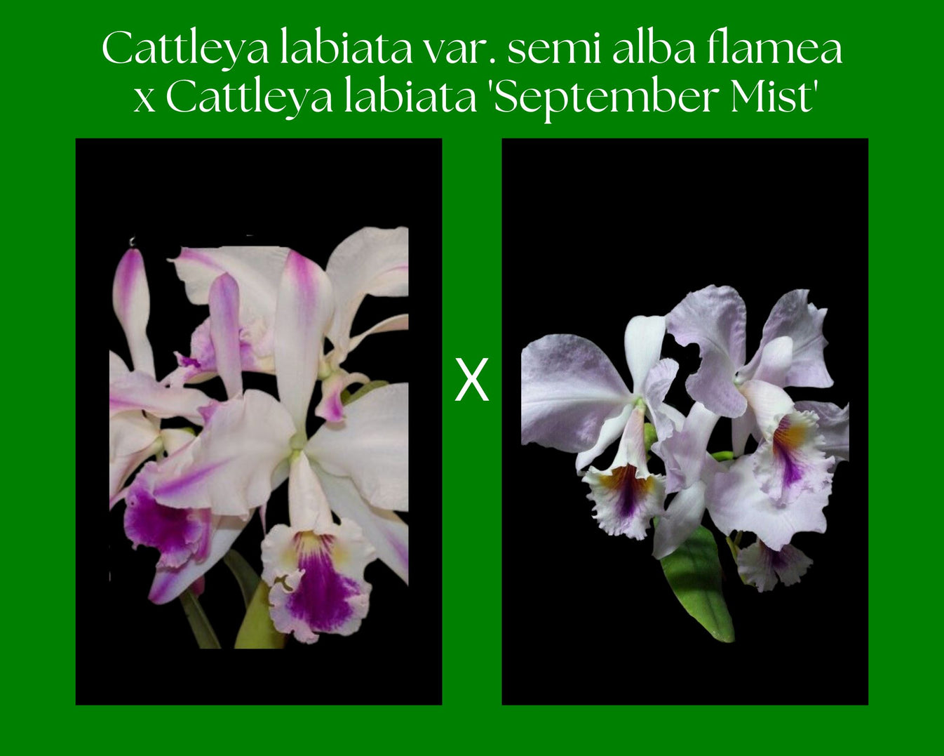 Cattleya labiata var. semi alba flammea x var. coerulea 'September Mis ...
