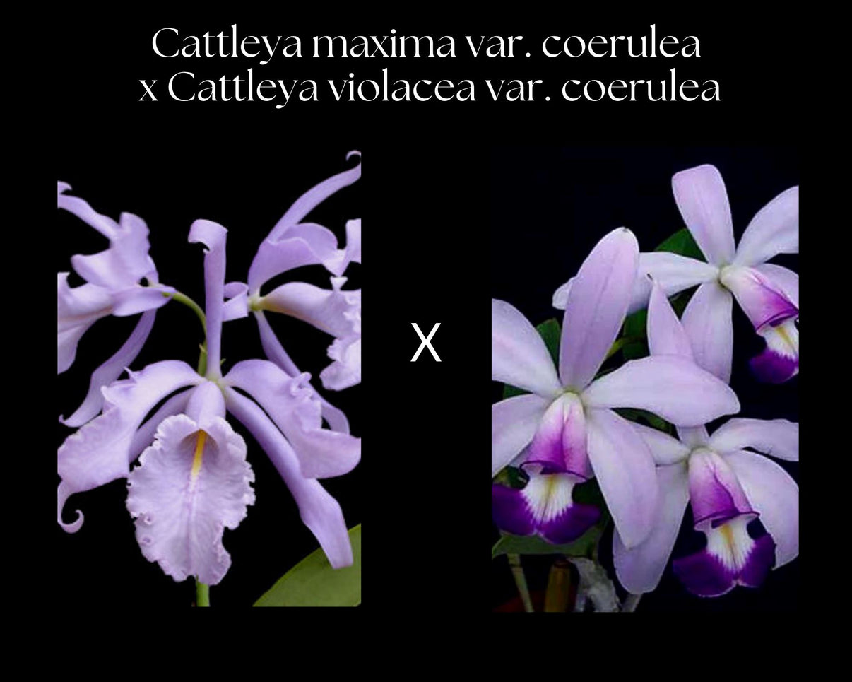 Cattleya maxima var. coerulea x Cattleya violacea var. coerulea – La ...