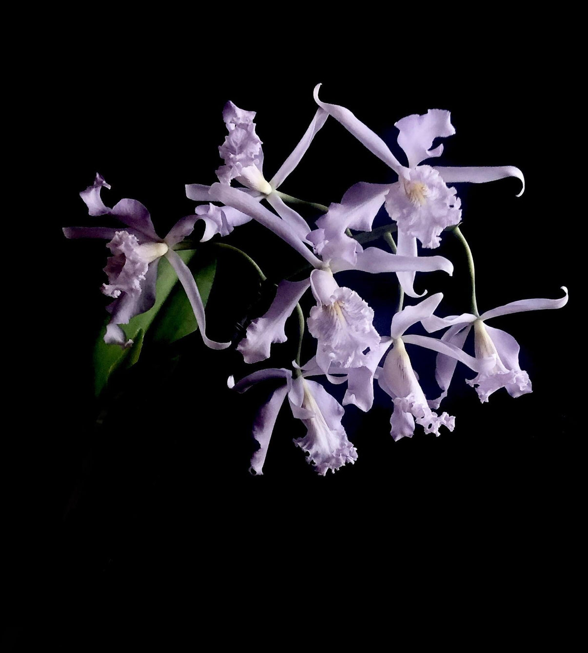 Cattleya maxima var. coerulea x Cattleya violacea var. coerulea – La ...