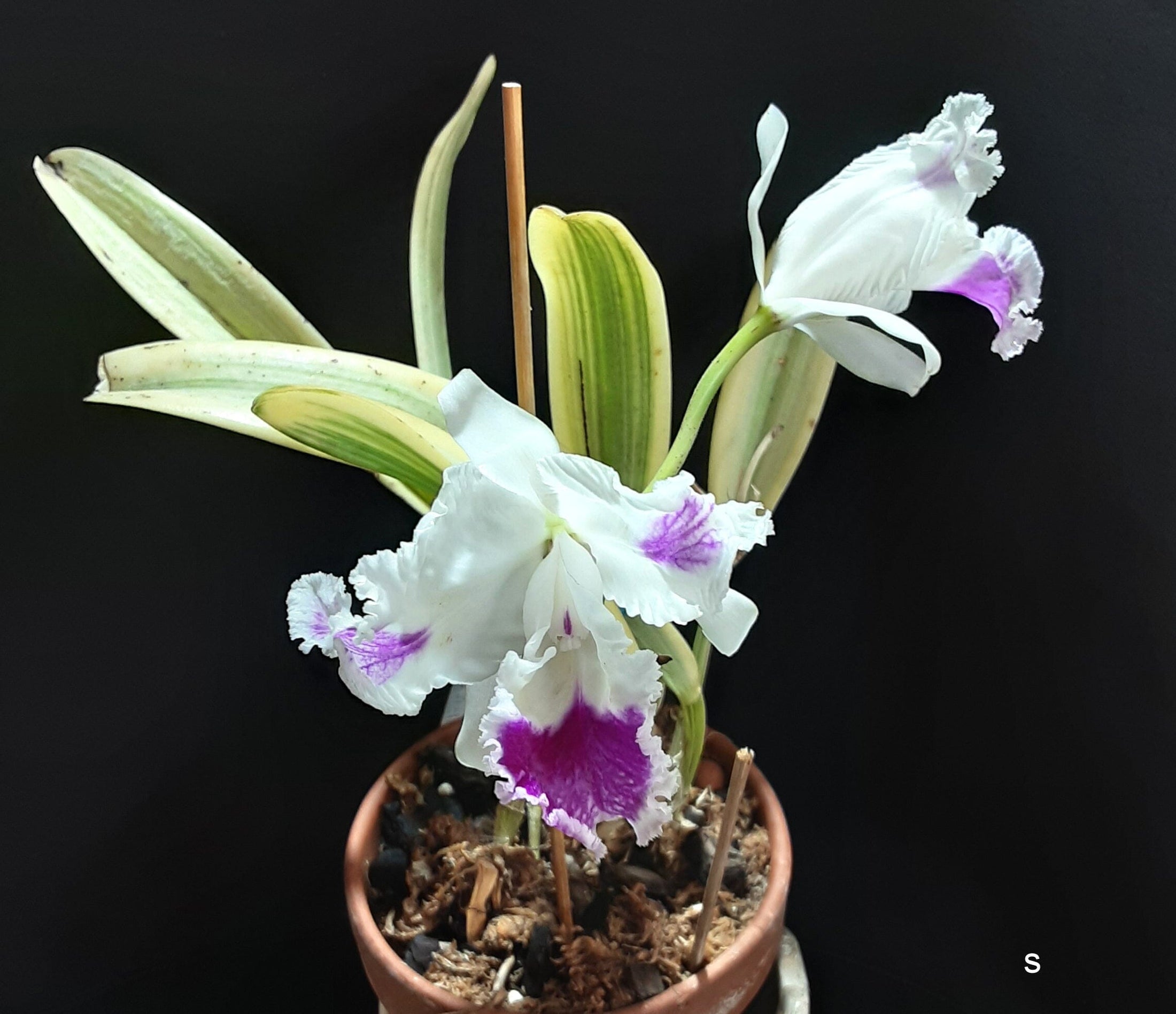 Cattleya Moscombe - Variegated Orchid