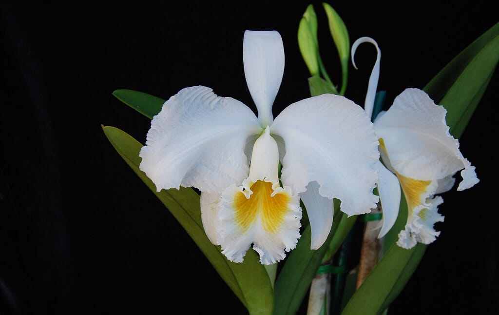 Cattleya mossiae var. alba – La Foresta Orchids