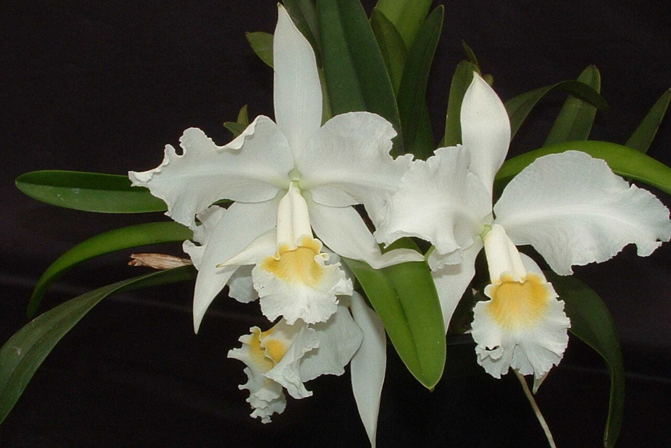 Cattleya mossiae var. alba – La Foresta Orchids