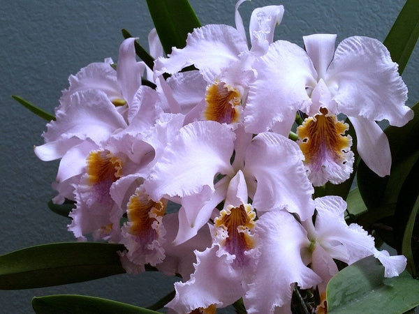 Cattleya mossiae var. coerulea – La Foresta Orchids