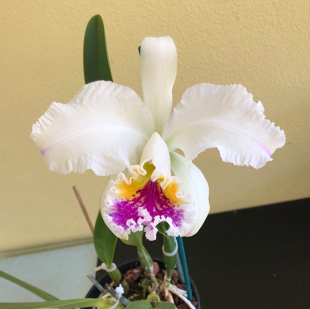 Cattleya mossiae var. semi alba – La Foresta Orchids