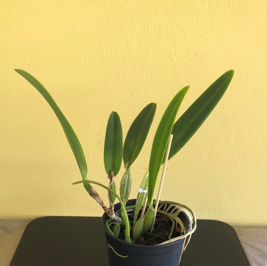 Cattleya mossiae var. semi alba