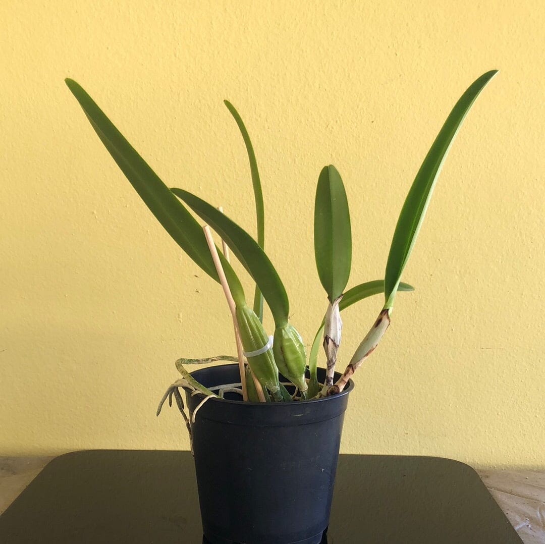 Cattleya mossiae var. semi alba