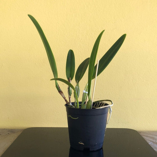 Cattleya mossiae var. semi alba