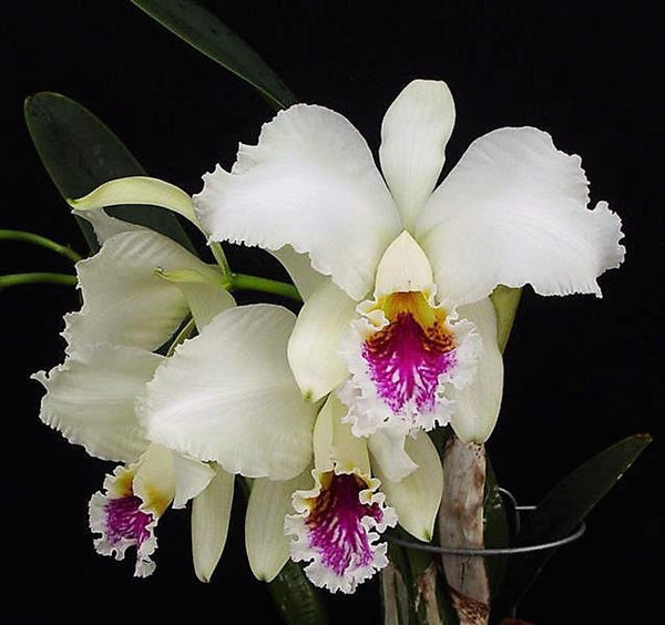 Cattleya mossiae var. semi alba – La Foresta Orchids