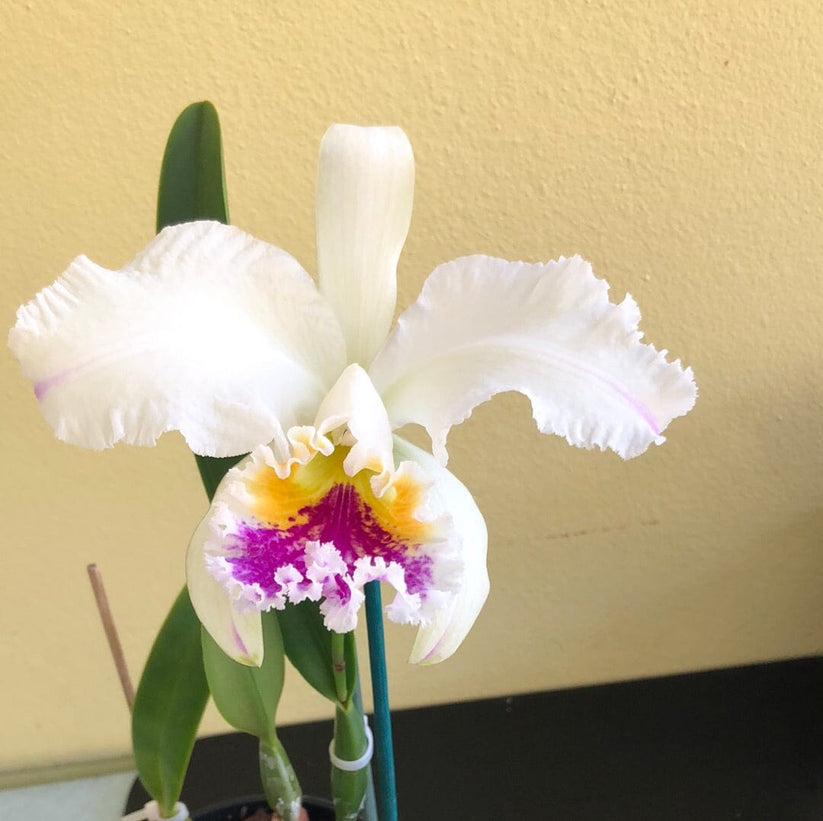 Cattleya mossiae var. semi alba – La Foresta Orchids