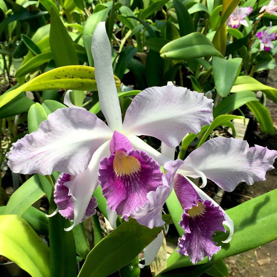 Cattleya mossiae x Cattleya purpurata – La Foresta Orchids