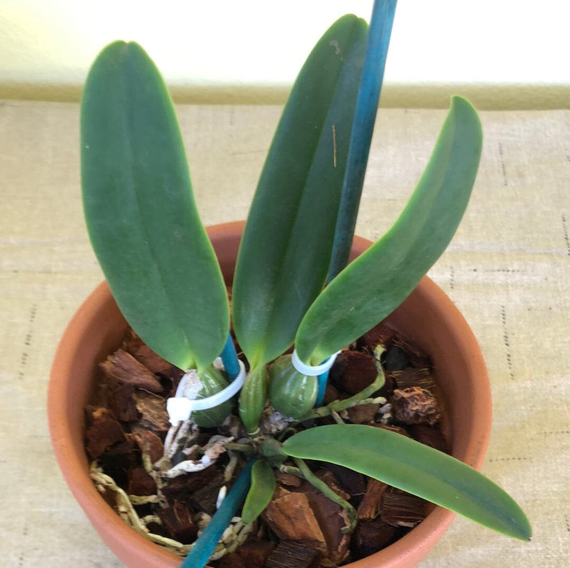 Cattleya percivaliana 'Big claude' x "Canaima's Paramo' AM/AVO – La ...