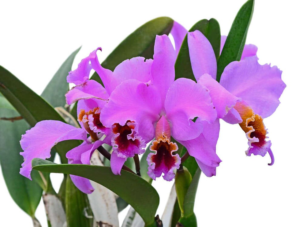 Cattleya percivaliana 'Big claude' x "Canaima's Paramo' AM/AVO – La ...