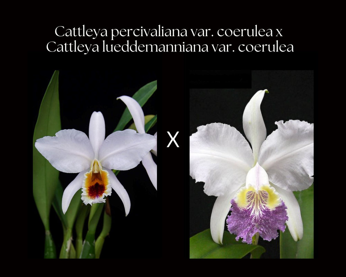 Cattleya percivaliana var. coerulea x Cattleya lueddemanniana var. coe ...