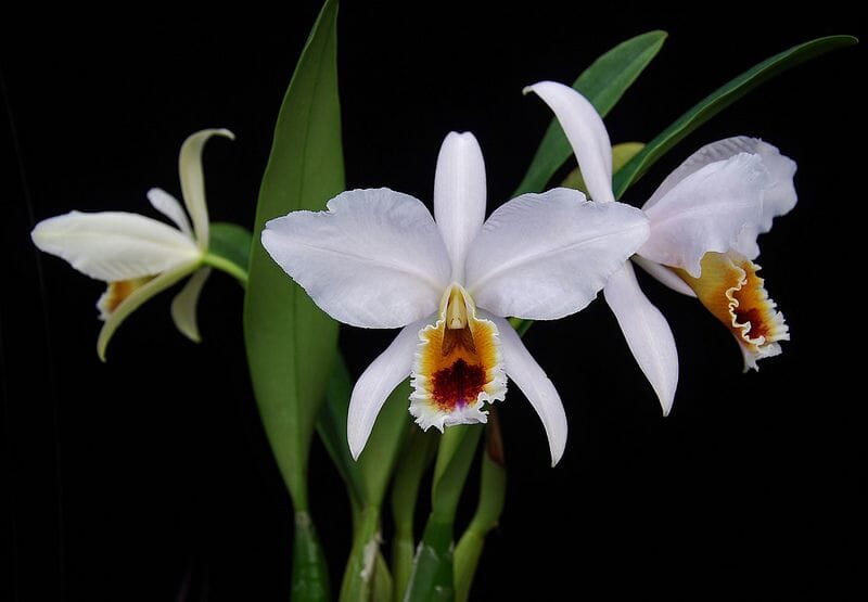 Cattleya percivaliana var. coerulea x Cattleya lueddemanniana var. coe ...
