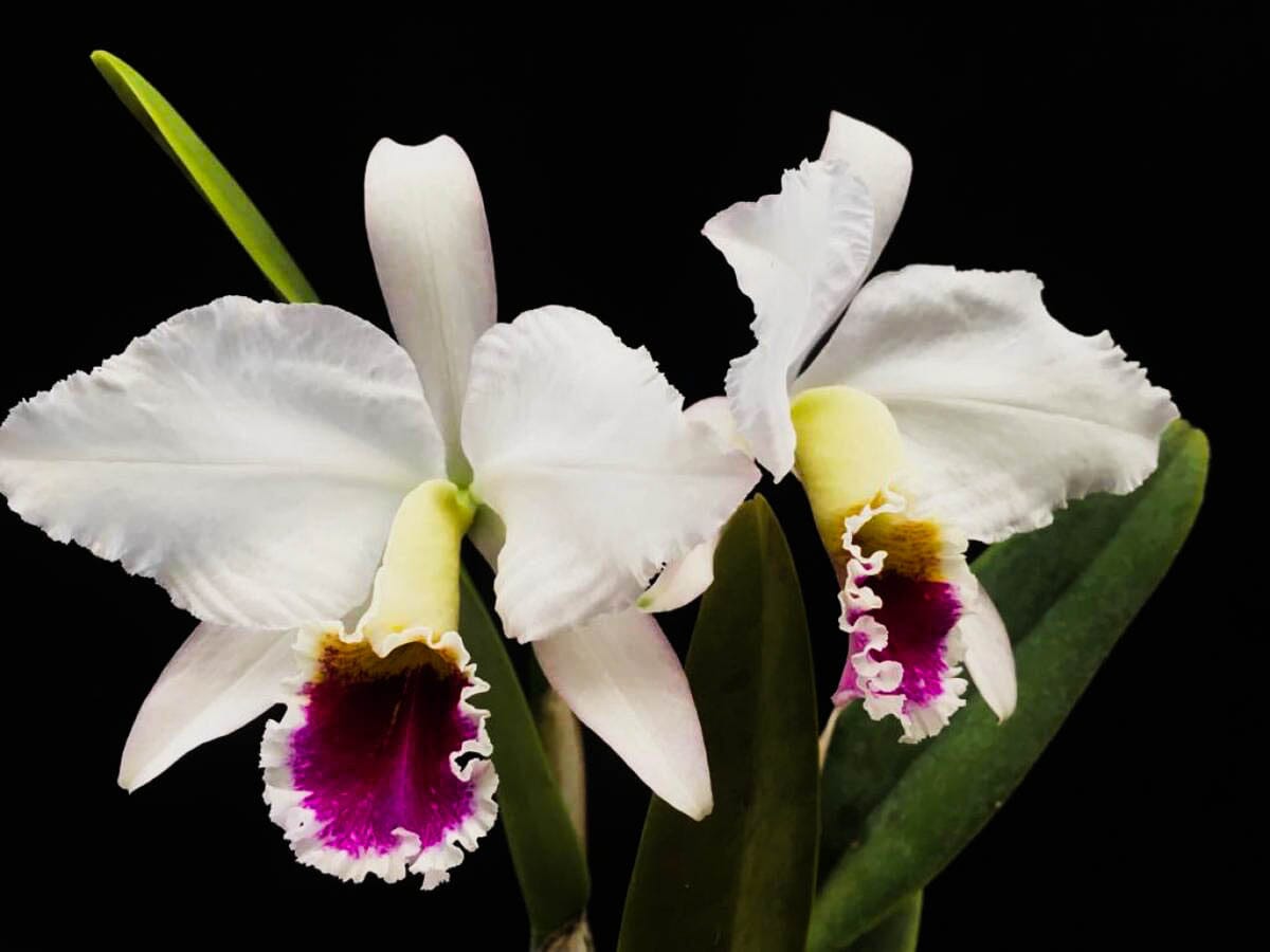 Cattleya percivaliana var. semi alba – La Foresta Orchids