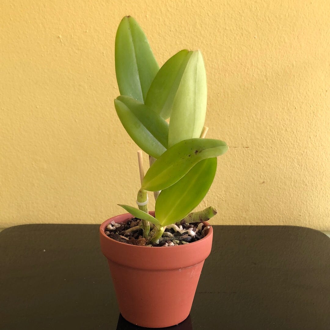 Cattleya Princesse Clementine AM/AOS x Cattleya Mark Jones HCC/AOS – La ...