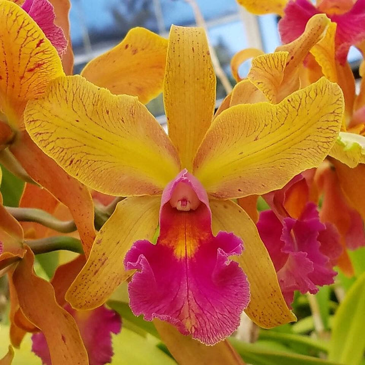 Cattleya Specialty - Primary Hybrids Species – Page 3 – La Foresta Orchids