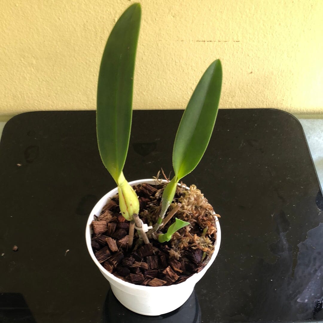 Cattleya mossiae var. coerulea x Cattleya purpurata var. coerulea – La ...