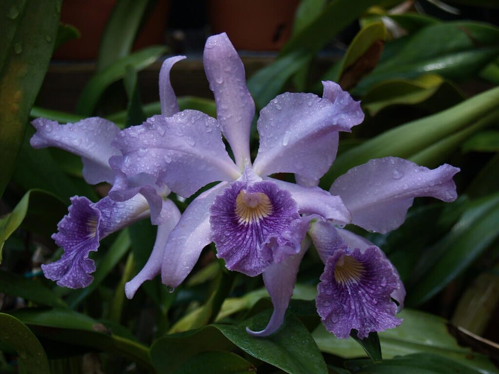 Cattleya mossiae var. coerulea x Cattleya purpurata var. coerulea – La ...