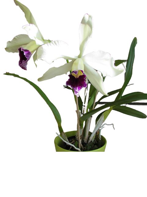 Cattleya purpurata var. schusteriana – La Foresta Orchids