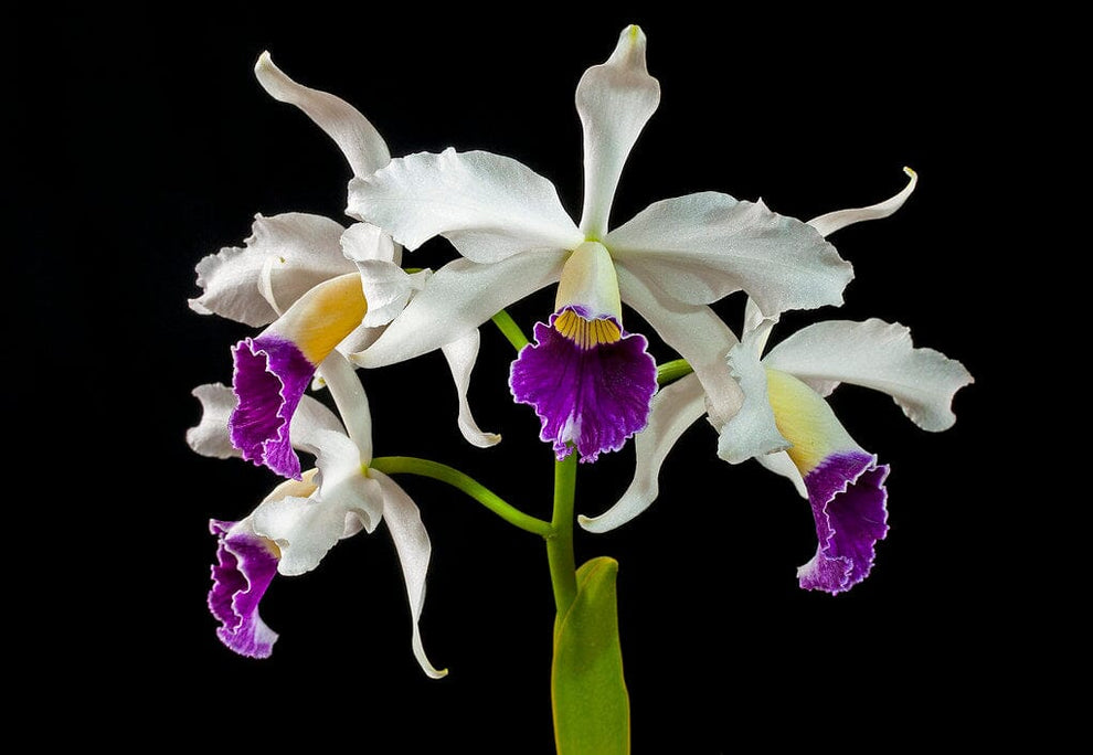 Cattleya purpurata var. schusteriana – La Foresta Orchids