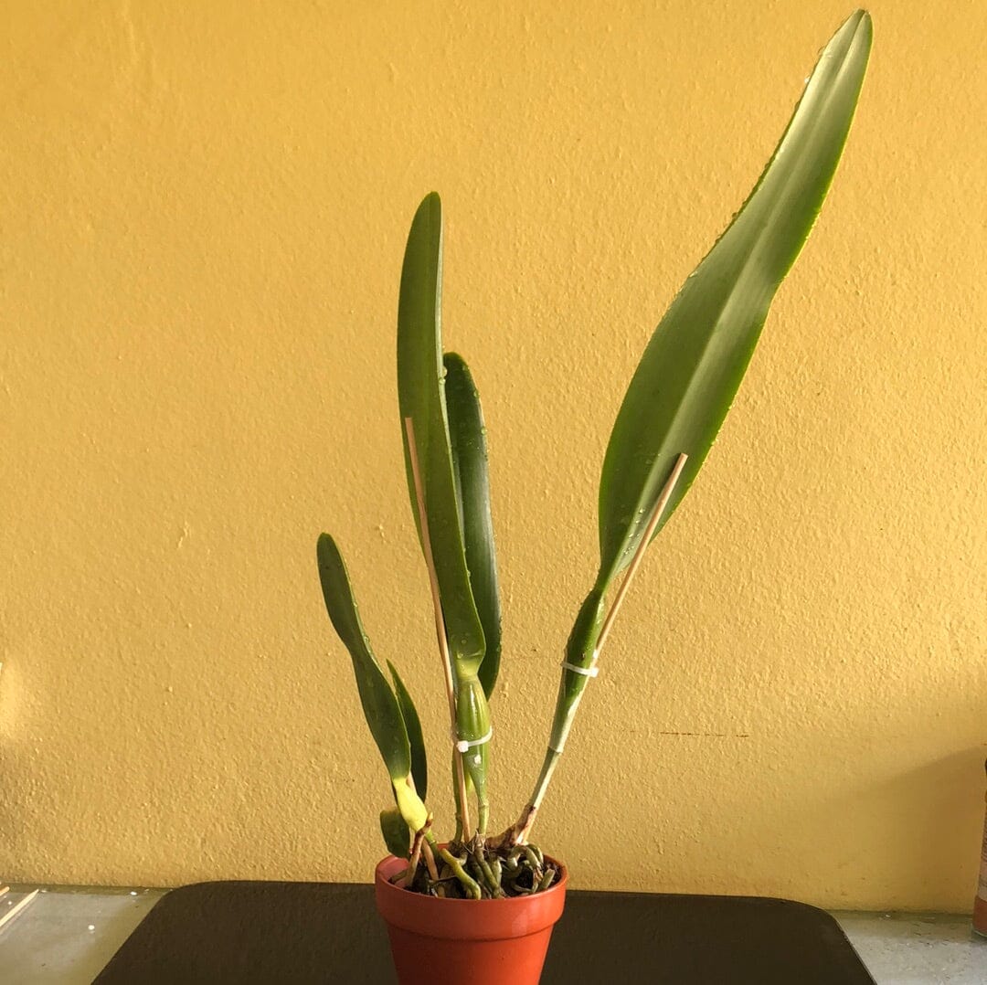 Cattleya purpurata var. schusteriana – La Foresta Orchids