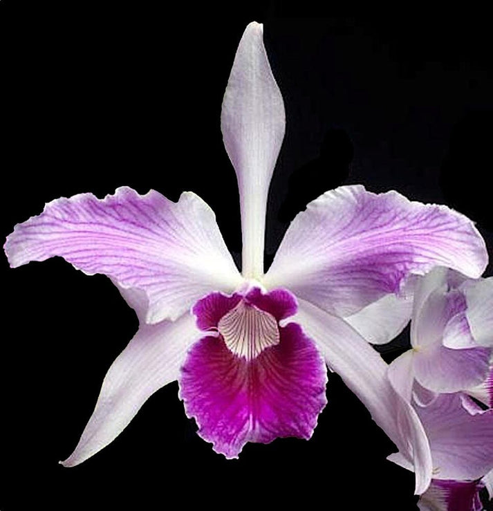 Cattleya purpurata var. sanguinea x Cattleya purpurata var. striata ...