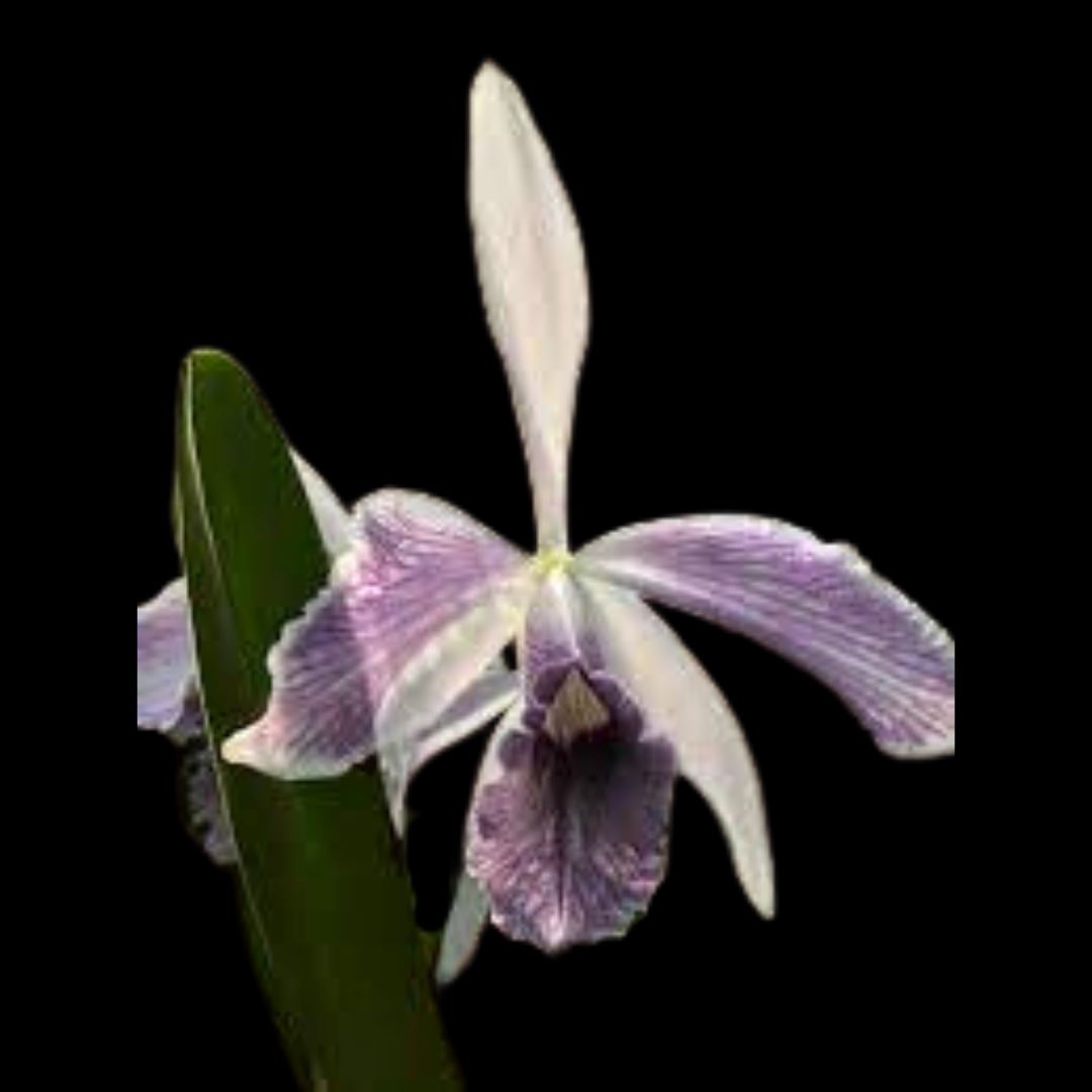 Cattleya purpurata var. werkhauseri 'striata' – La Foresta Orchids