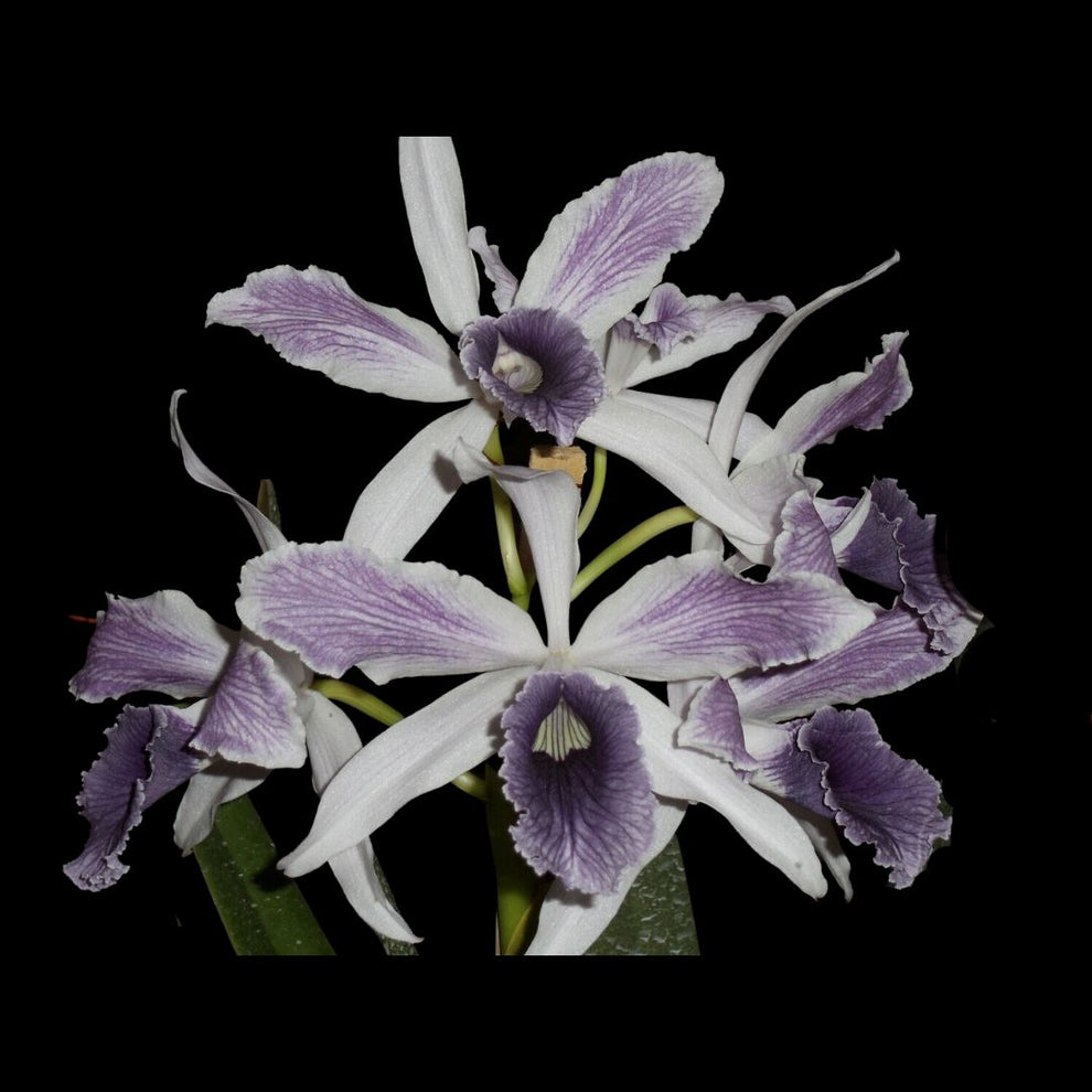 Cattleya purpurata var. werkhauseri 'striata' – La Foresta Orchids